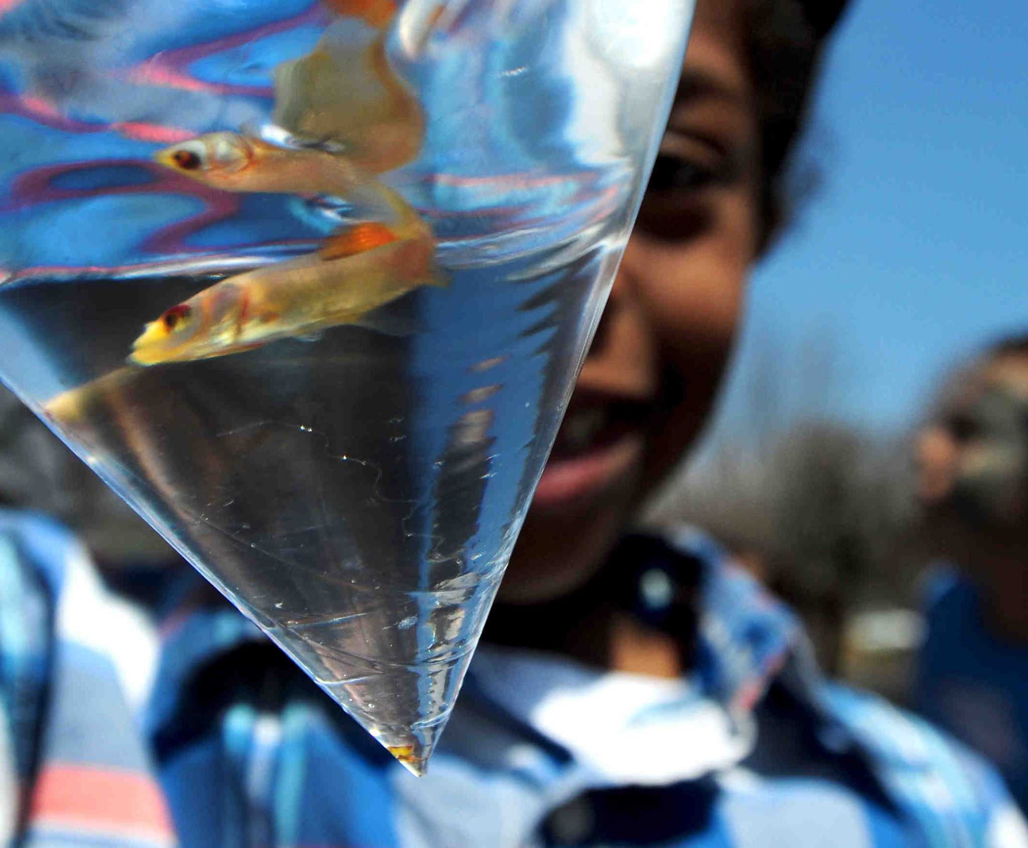 Berkeley bans fish as carnival prizes