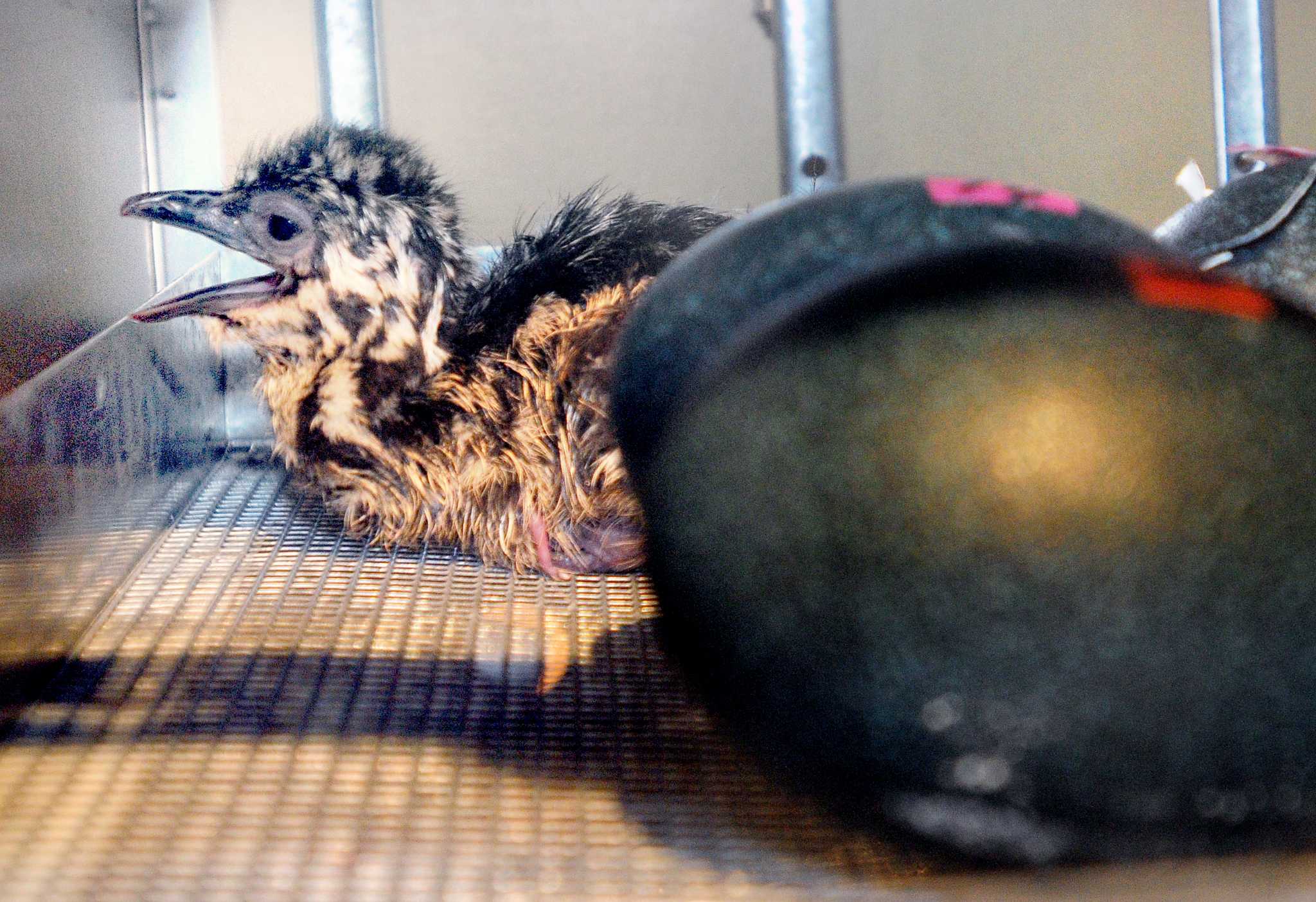 Photos of Newly Hatched Baby Emus at Peabody Museum