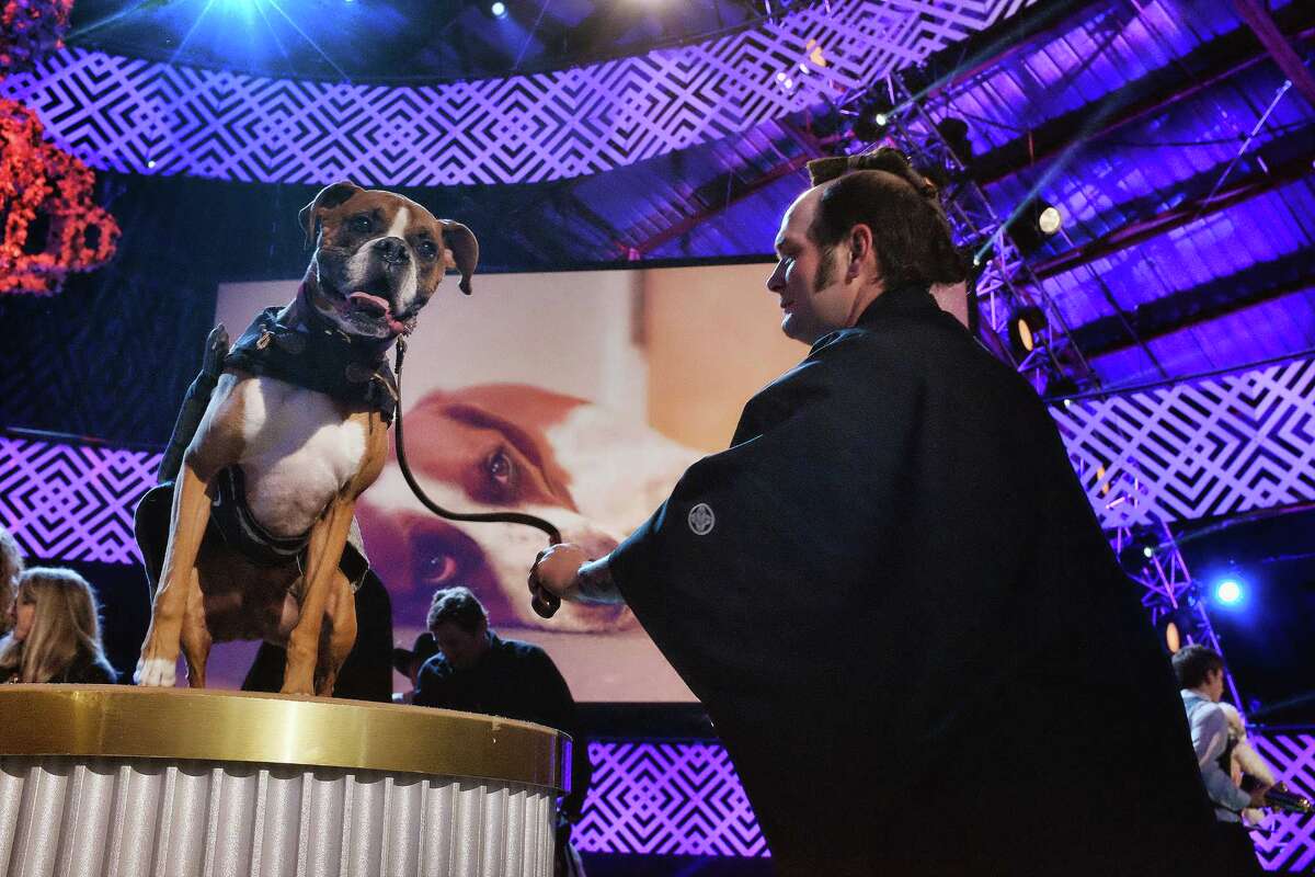 Photos: World Dog Awards honor star pets