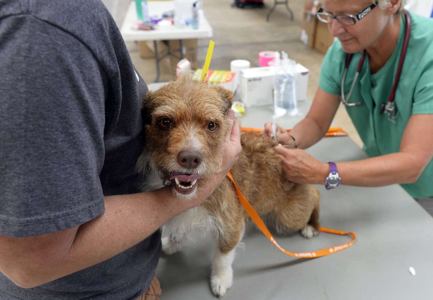 Albany DA: Justice reforms to burden animal shelters, pets could go ...