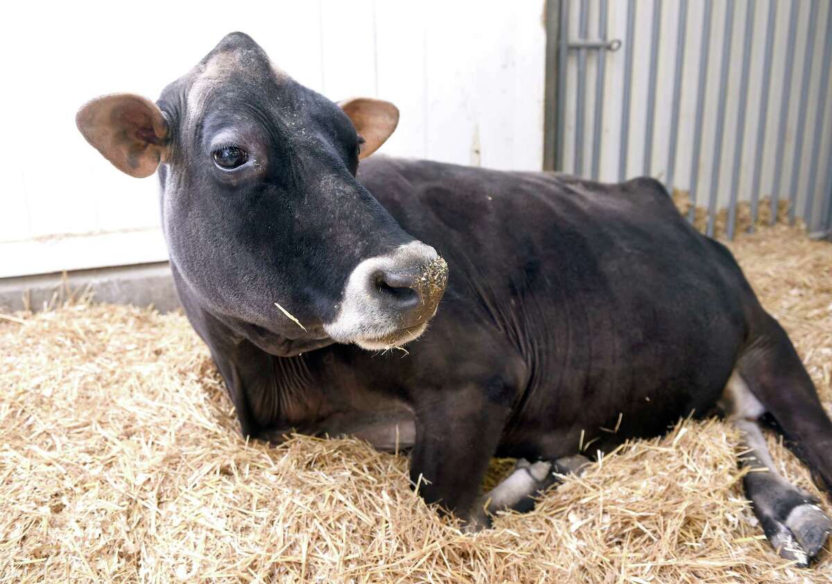 Award-winning Arethusa Farm Dairy in Litchfield opens first stand-alone ...