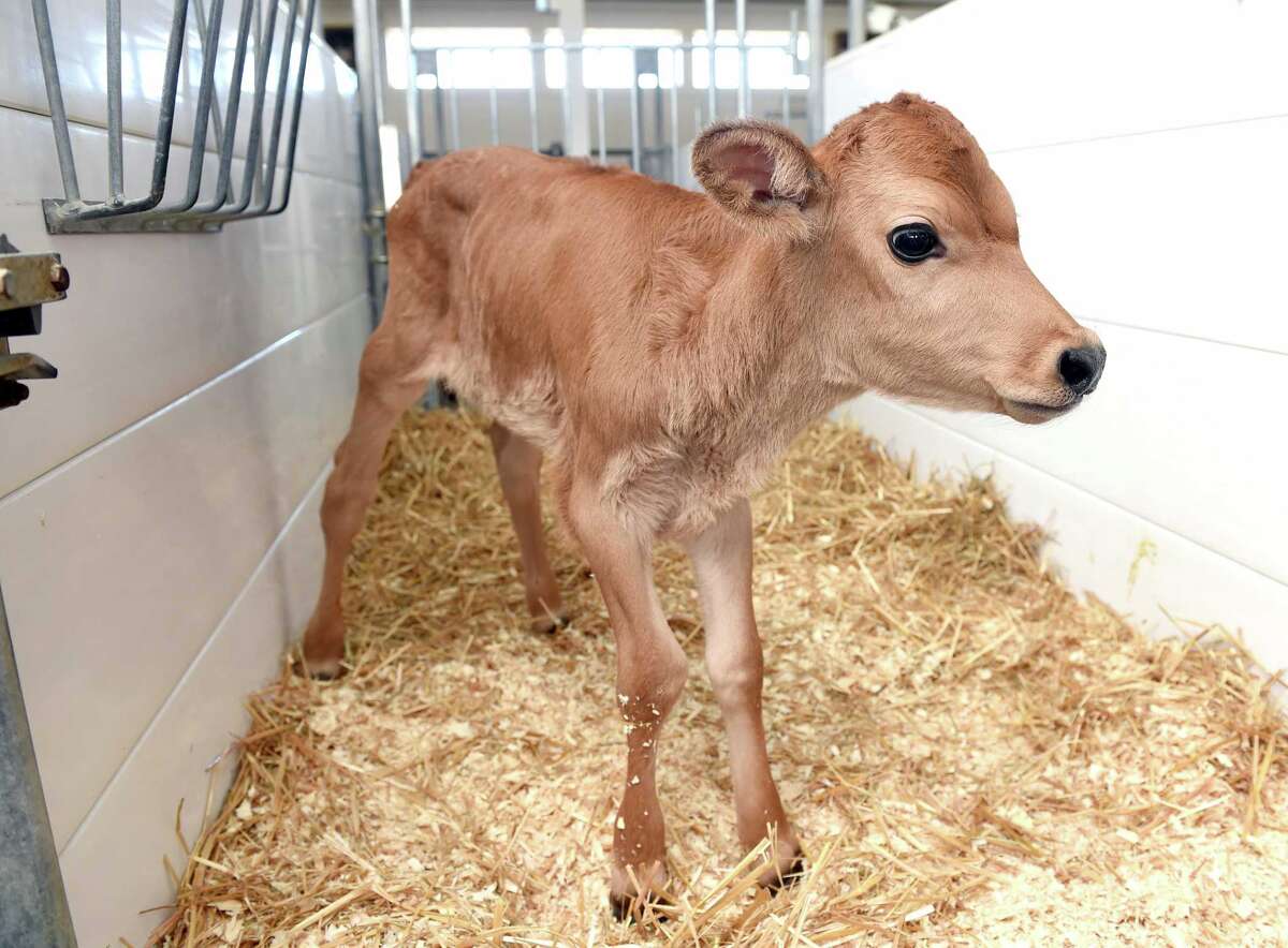 Designer shoes help future farmers at UConn Stamford