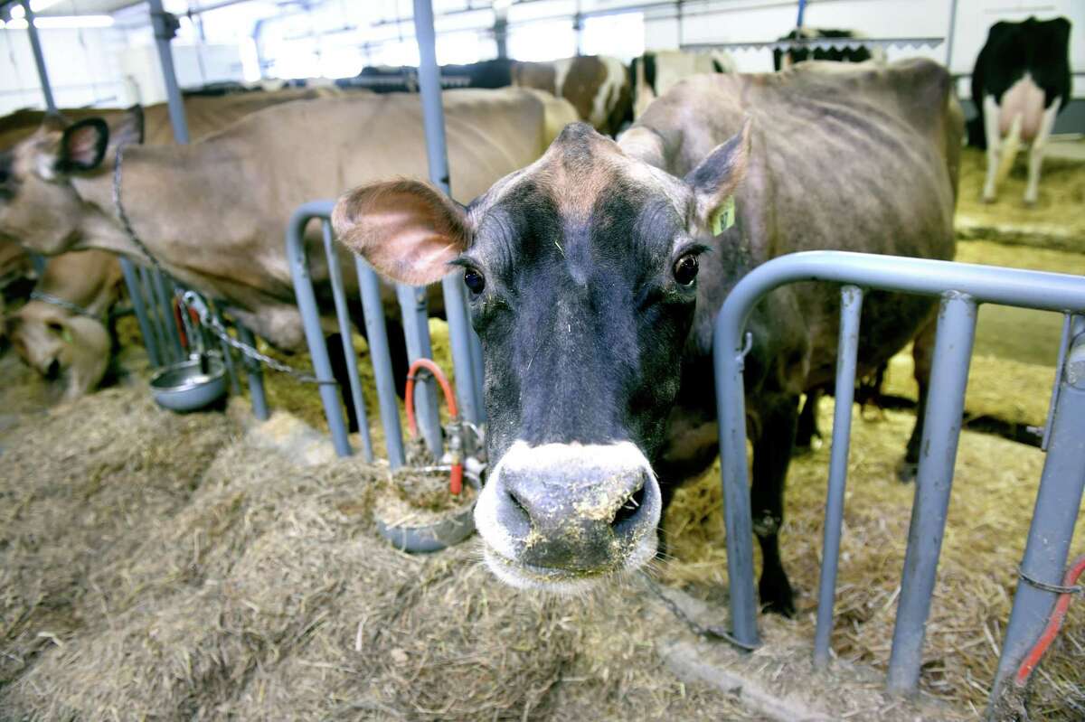 Award-winning Arethusa Farm Dairy in Litchfield opens first stand-alone ...