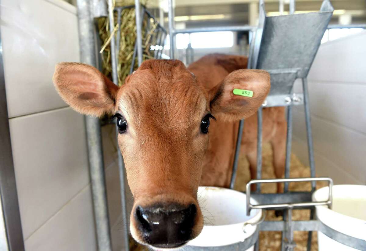 Award-winning Arethusa Farm Dairy in Litchfield opens first stand-alone ...