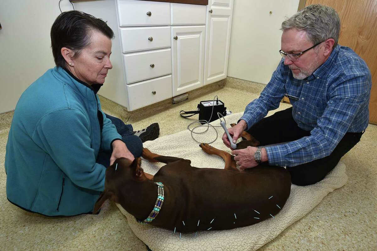 PHOTOS: Dr. Kenton Moore performs canine acupuncture