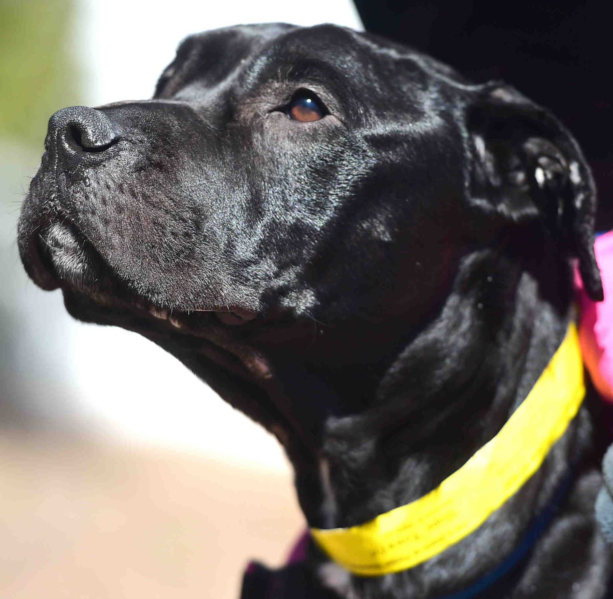 PHOTOS: Emaciated Dog "Hope" Recovering and Loved