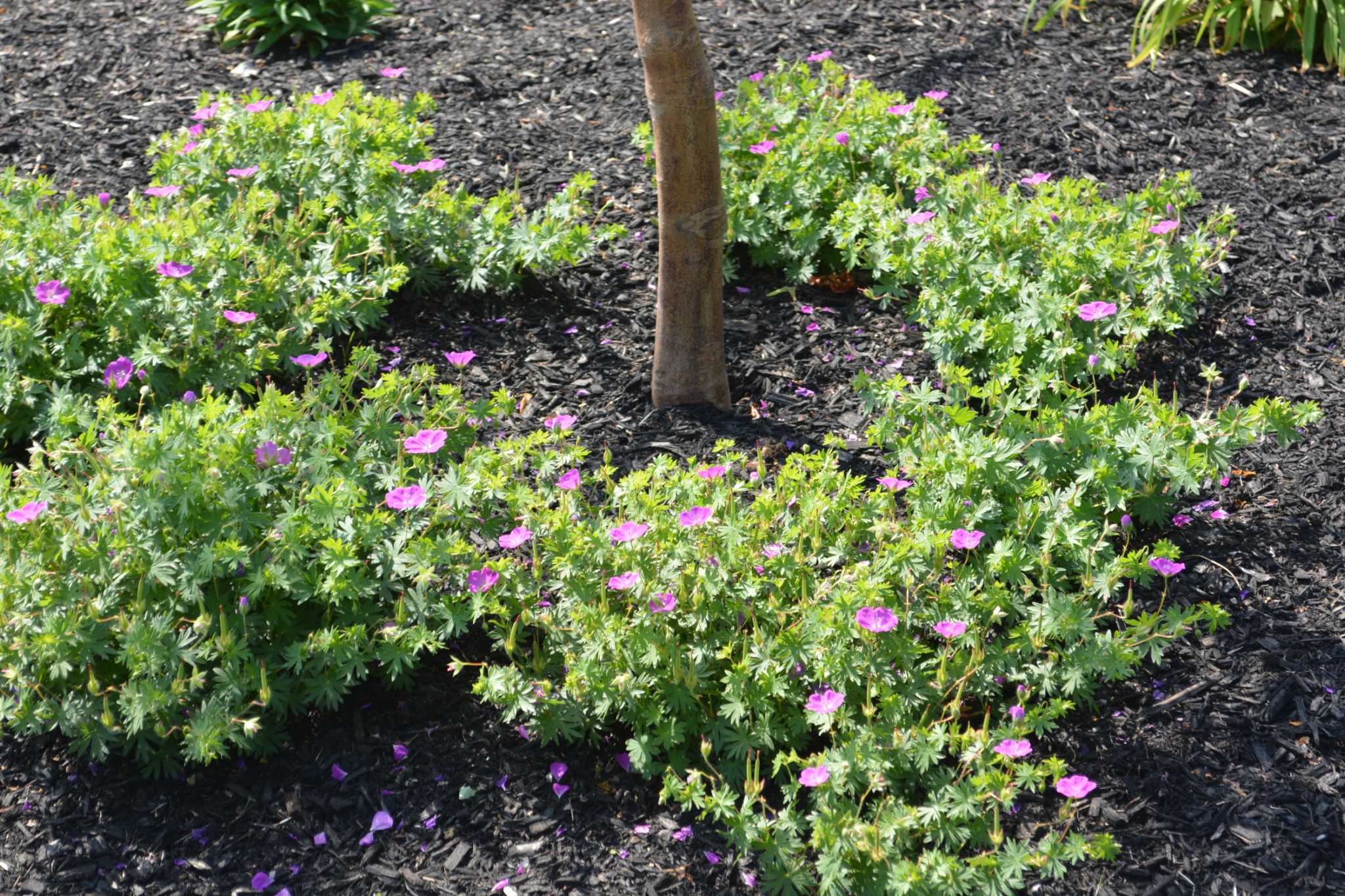 PHOTOS: Bobbi Eddinger Pocket Park Dedication