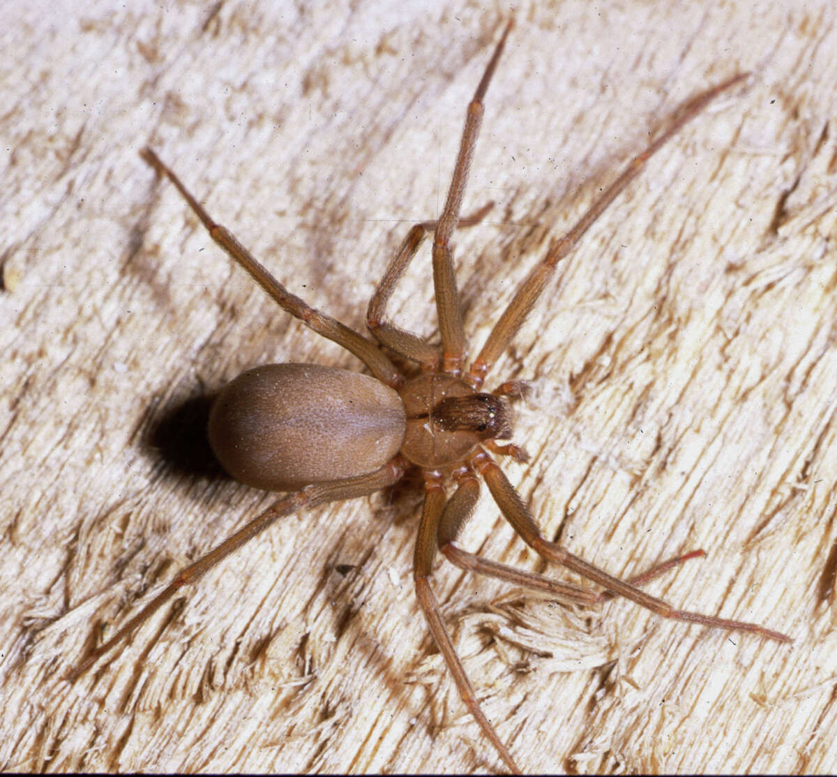 Dangerous? Safe? The venomous and nonvenomous spiders of Texas you need ...