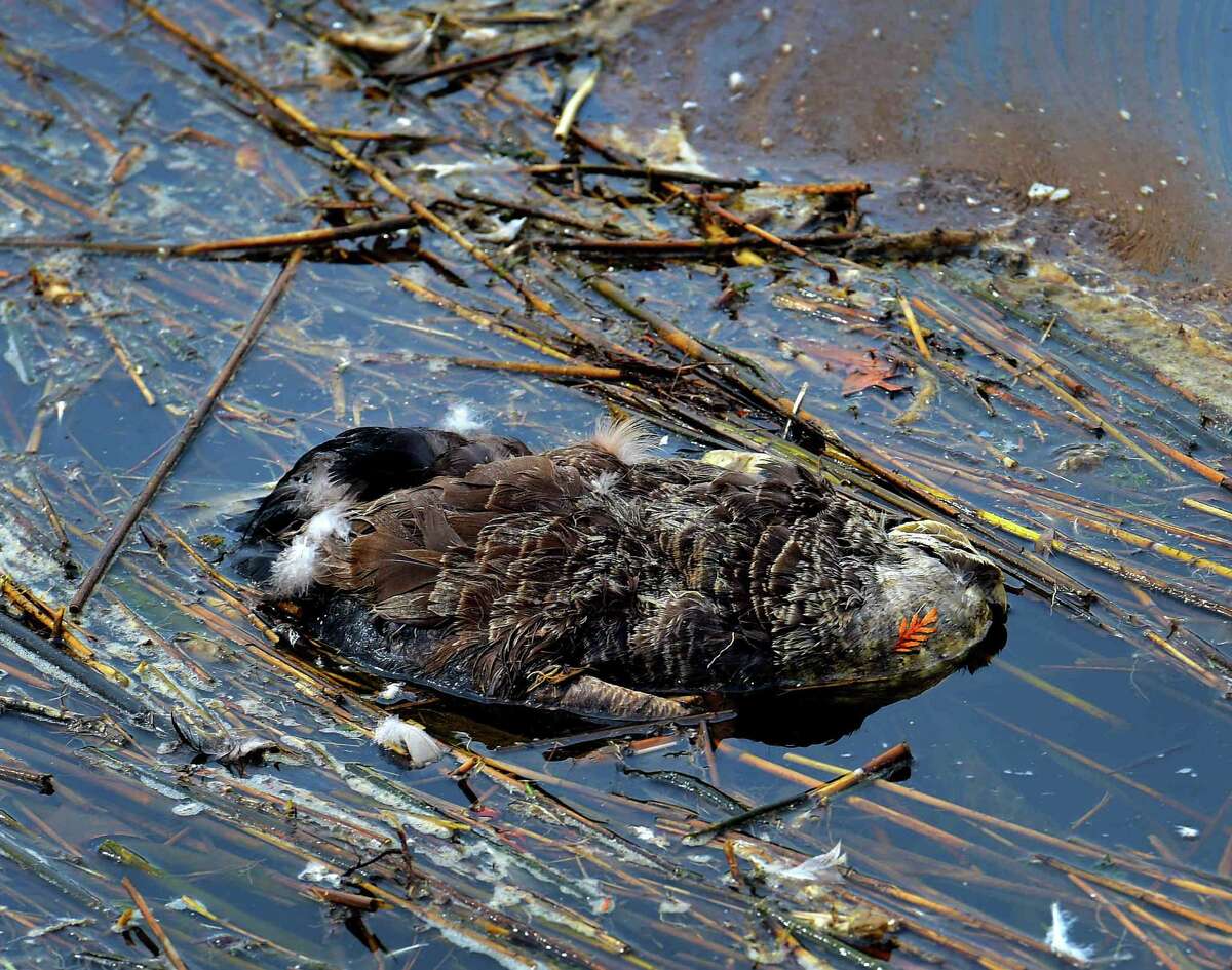 PHOTOS of Starving Canada Geese Rescue