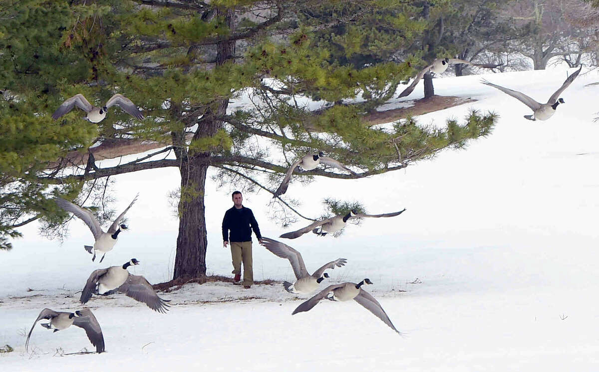 PHOTOS of Starving Canada Geese Rescue