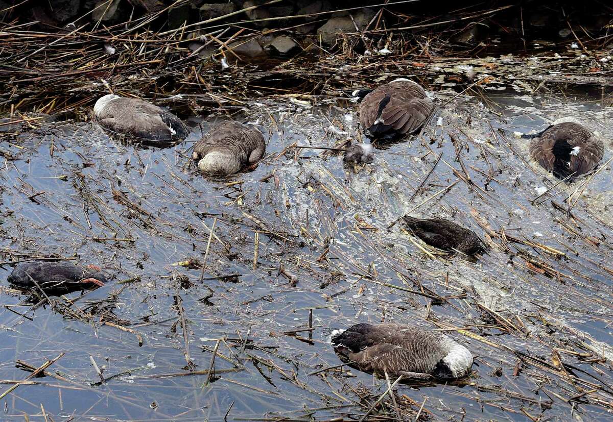 PHOTOS of Starving Canada Geese Rescue