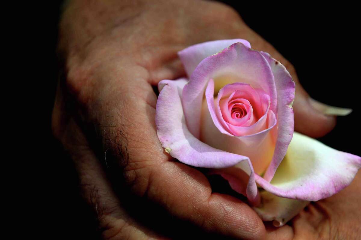 PHOTOS of Champion Rose Grower John Mattia