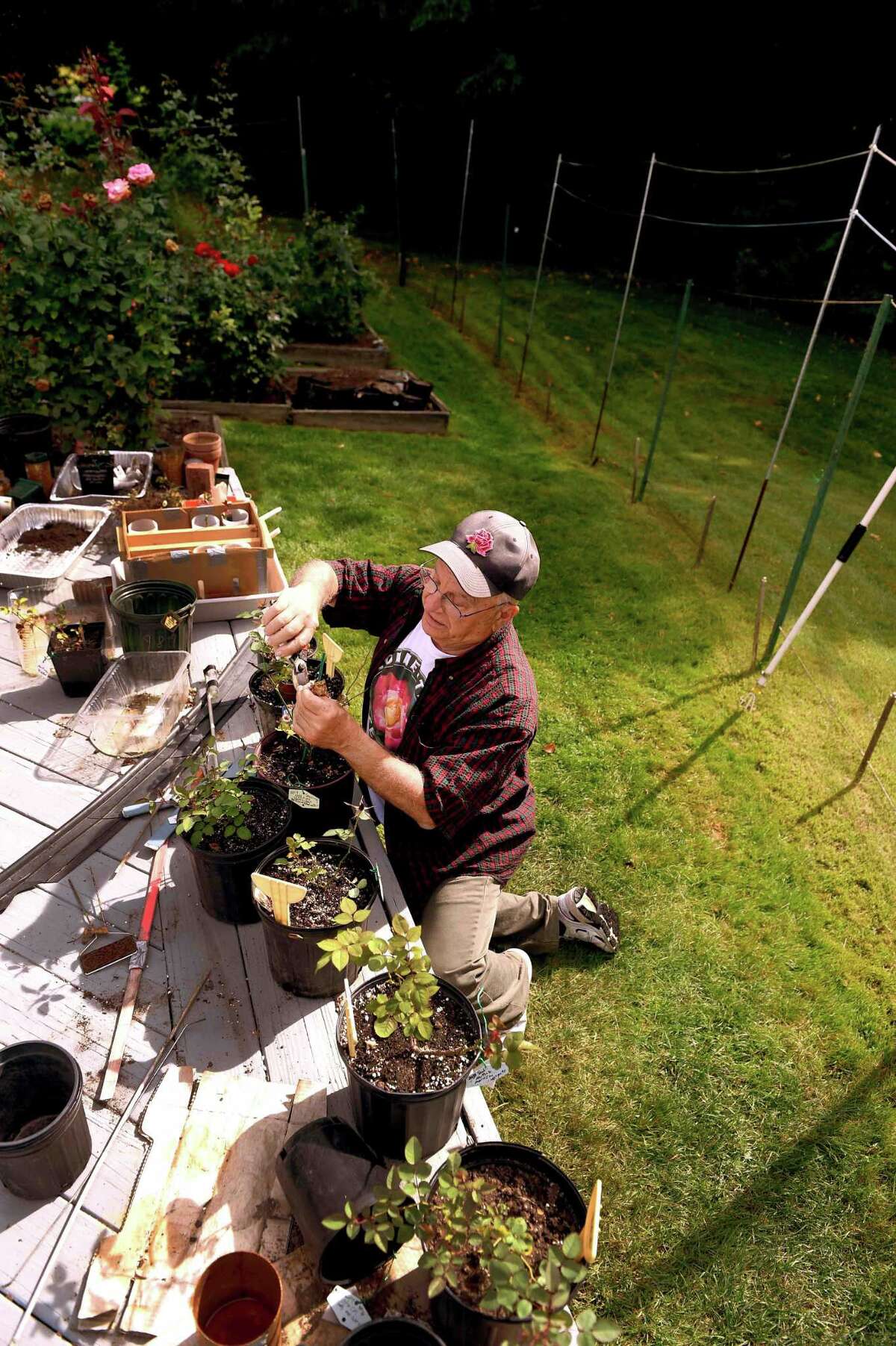 PHOTOS of Champion Rose Grower John Mattia