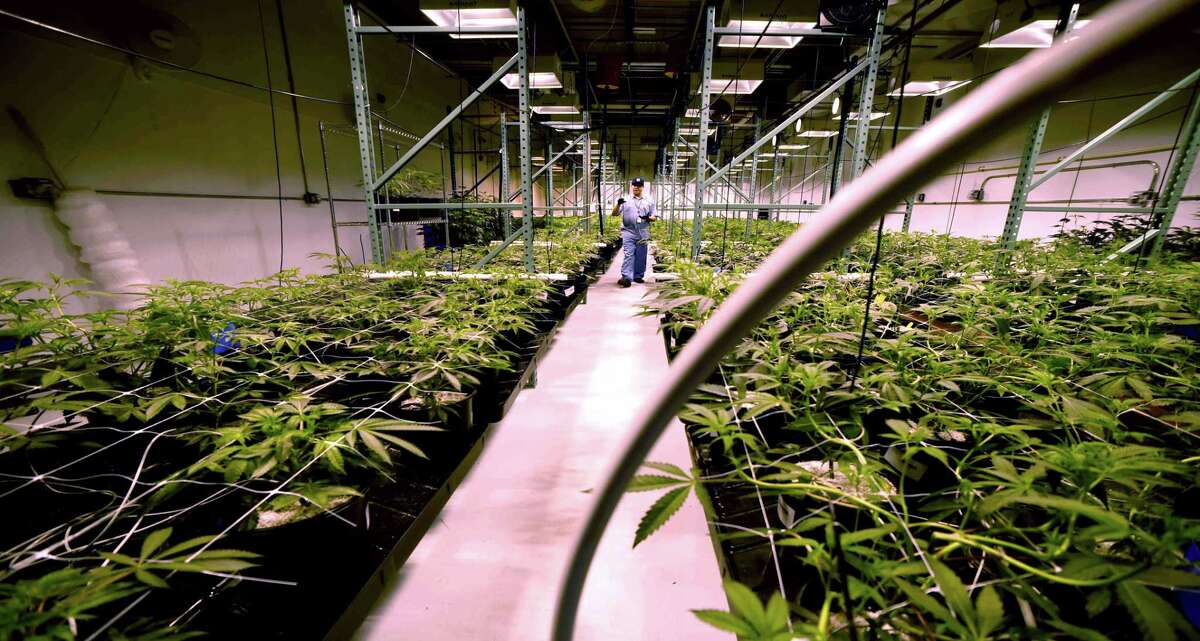 West Haven medical marijuana facility part farm, part science lab