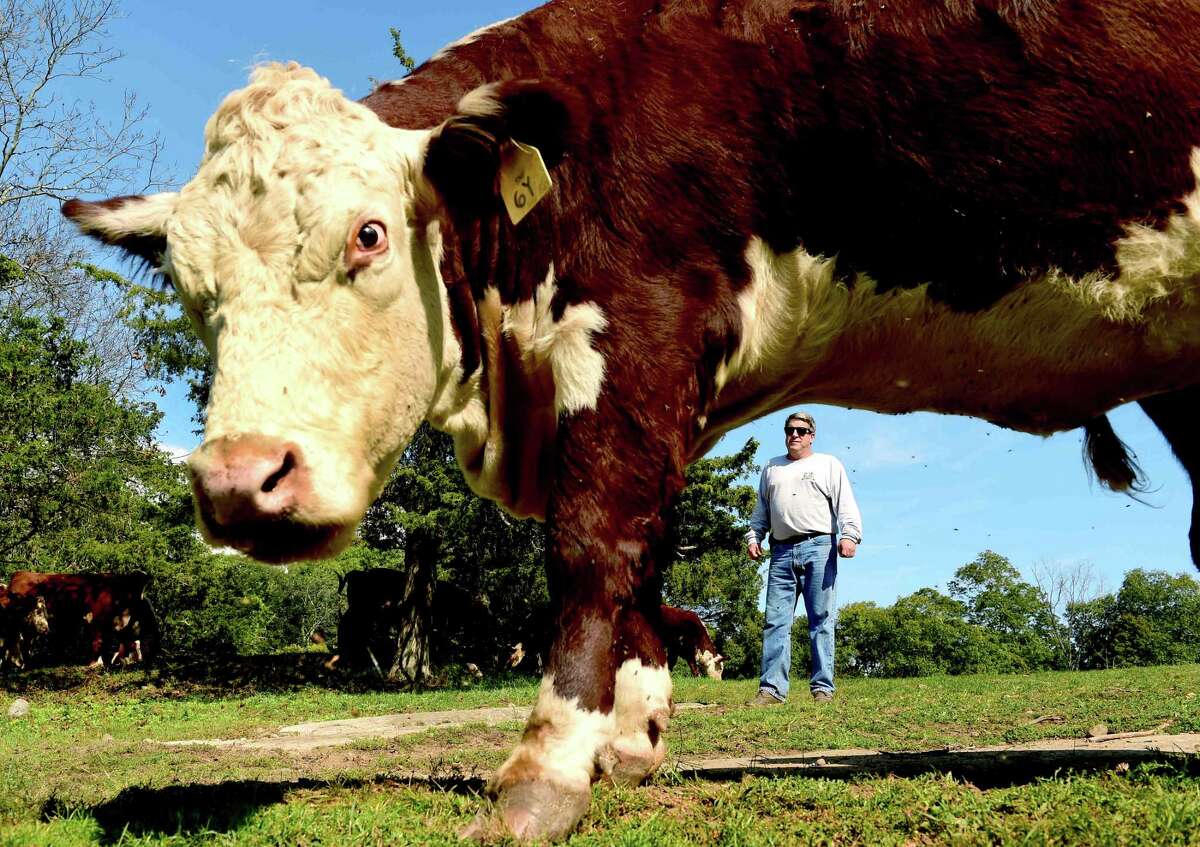 PHOTOS: Salt Marsh Farm Beef Cattle on Leete's Island