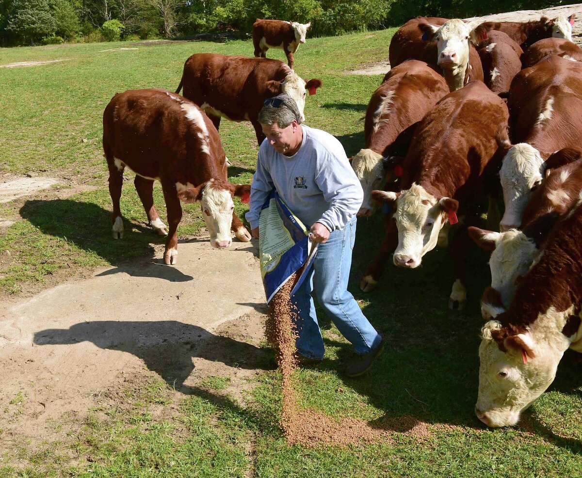 PHOTOS: Salt Marsh Farm Beef Cattle on Leete's Island
