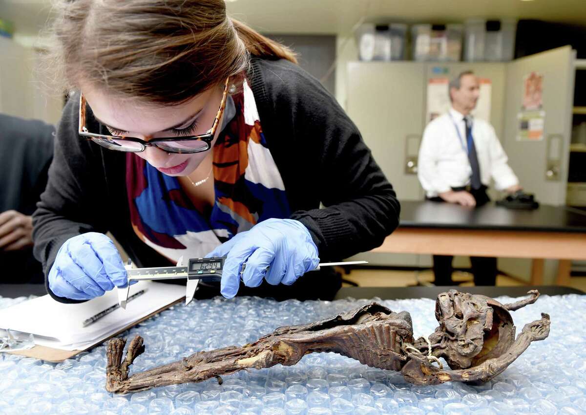 Quinnipiac students study mummified infant