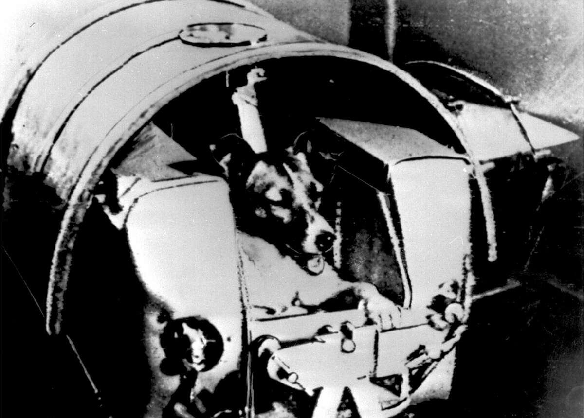 Russian space dog expert to visit Greenwich