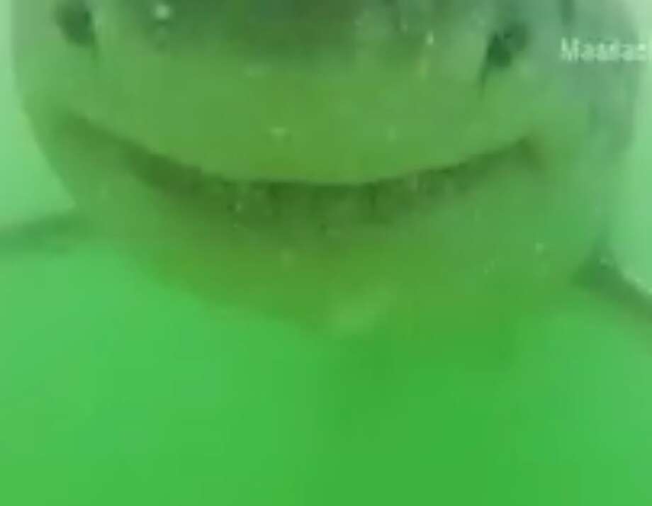 Video: Shark tries to take a bite out a GoPro - Houston Chronicle