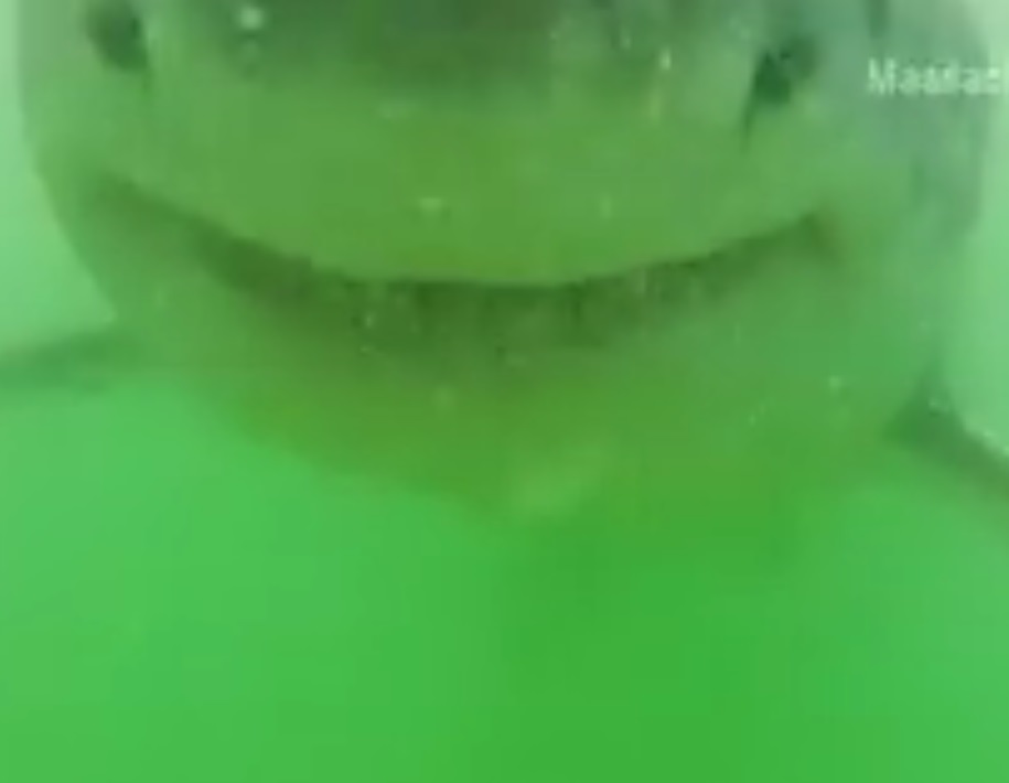 Video: Shark tries to take a bite out a GoPro