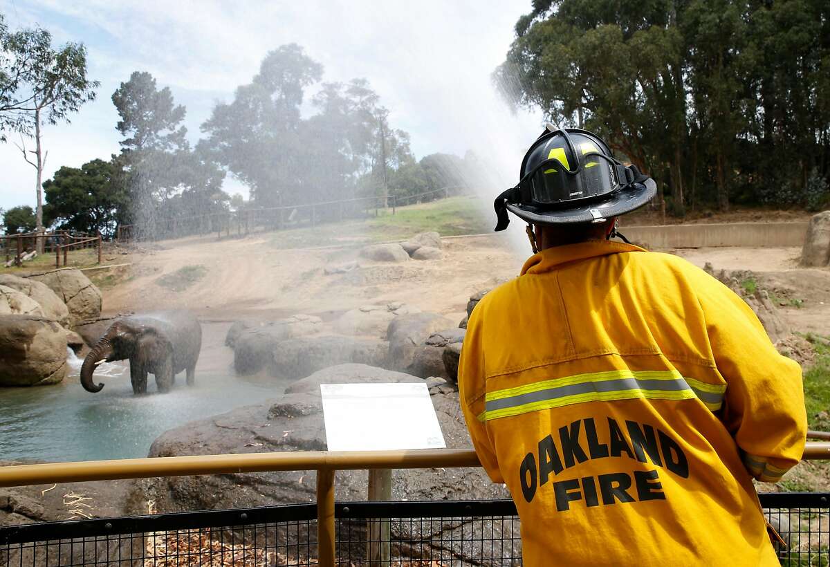 Amid heat wave, Oakland Zoo calls on firefighters to hose down elephants
