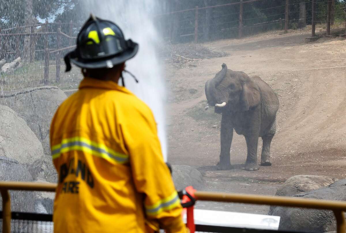 Amid heat wave, Oakland Zoo calls on firefighters to hose down elephants