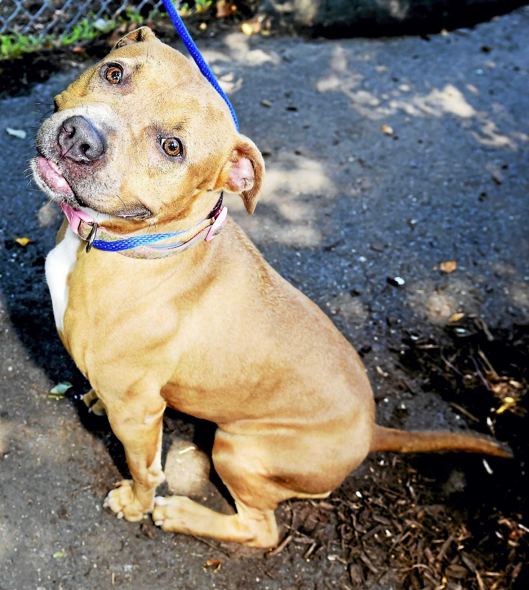 Meet Kate: She’s waiting to be adopted at the Dan Cosgrove Animal ...