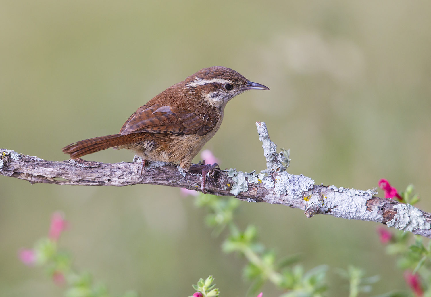 Humans form unique bonds with family-first Carolina wrens