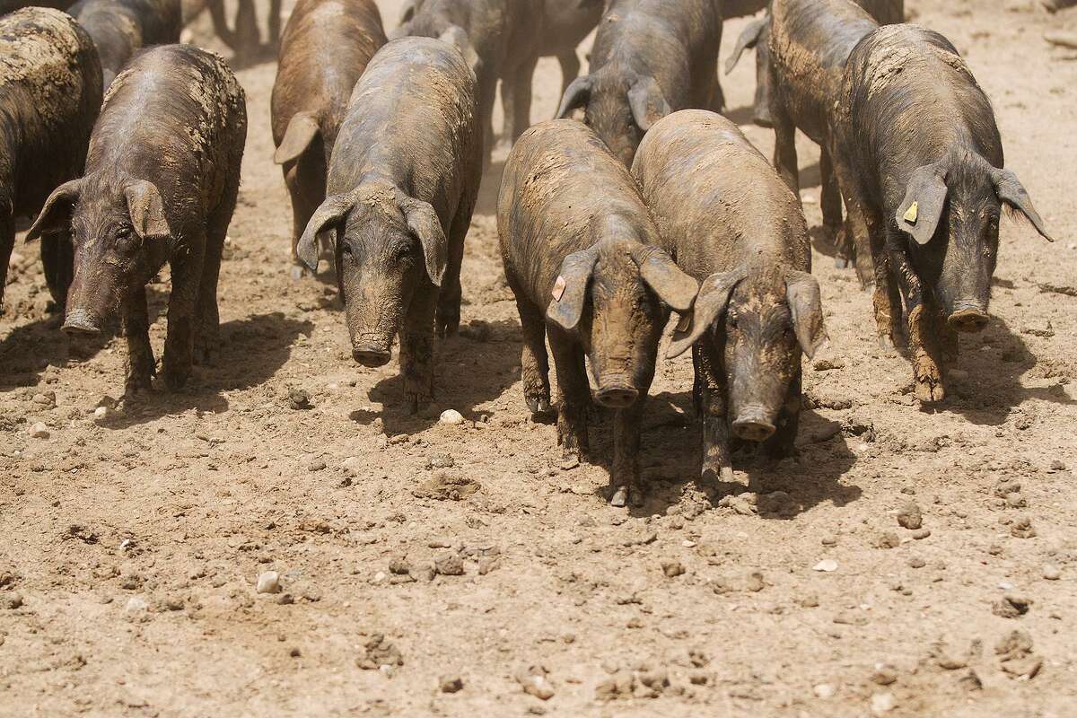 When pigs fly, Texas gets jamón ibérico