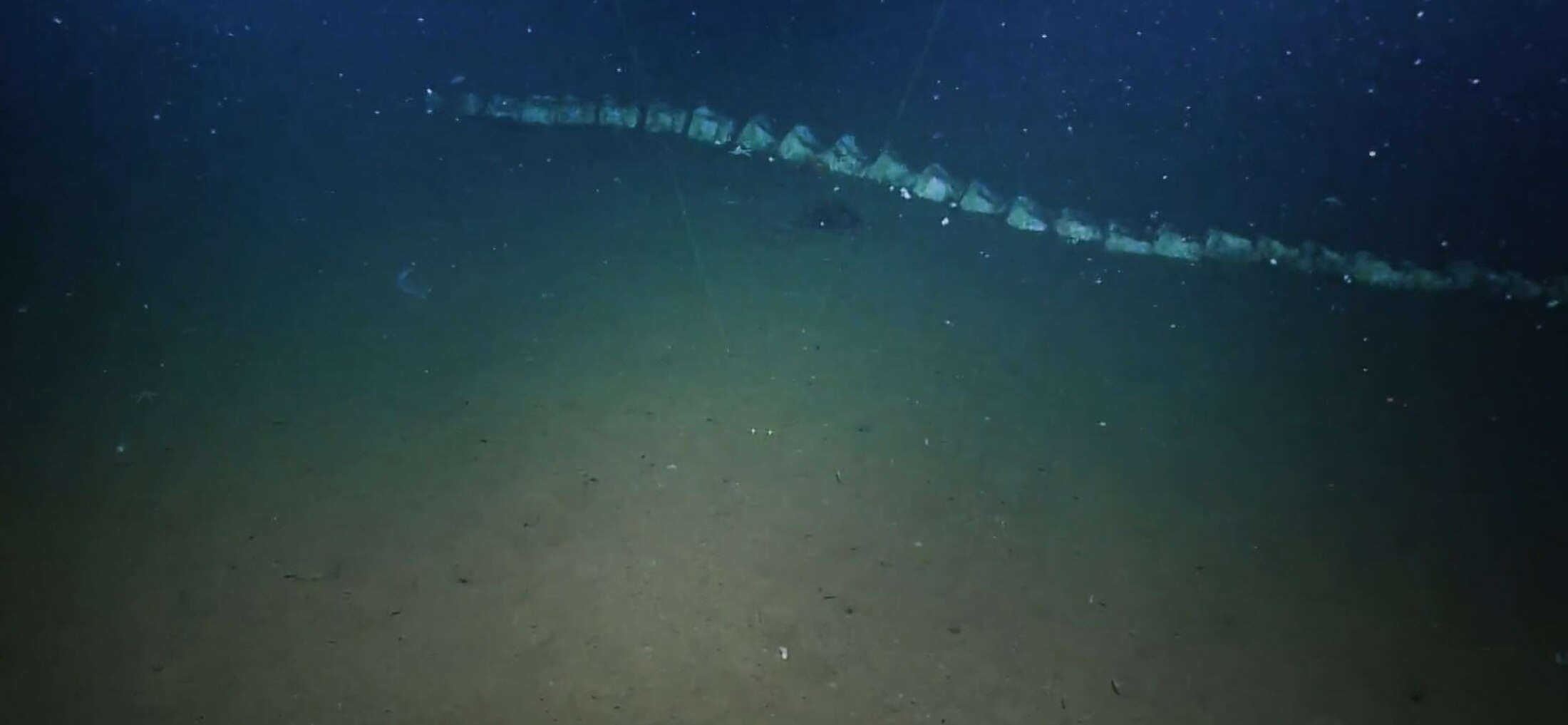 Video: What is a Whale Fall? Here's a whale graveyard found in SoCal