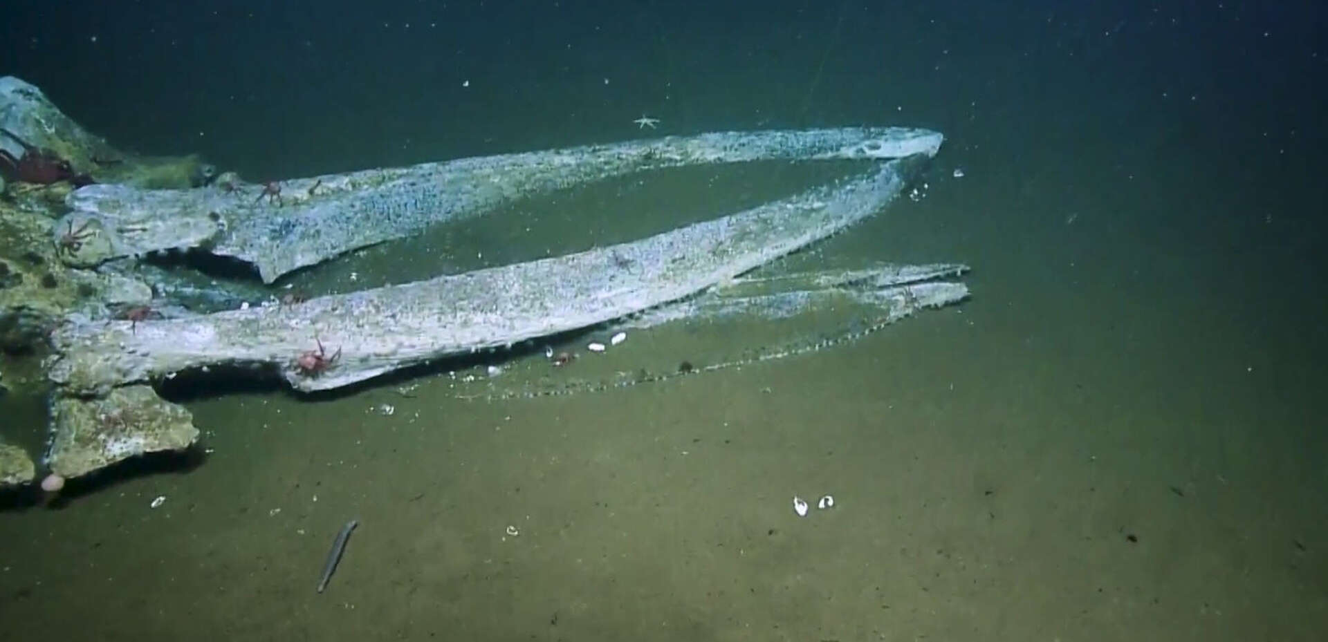 Video: What is a Whale Fall? Here's a whale graveyard found in SoCal