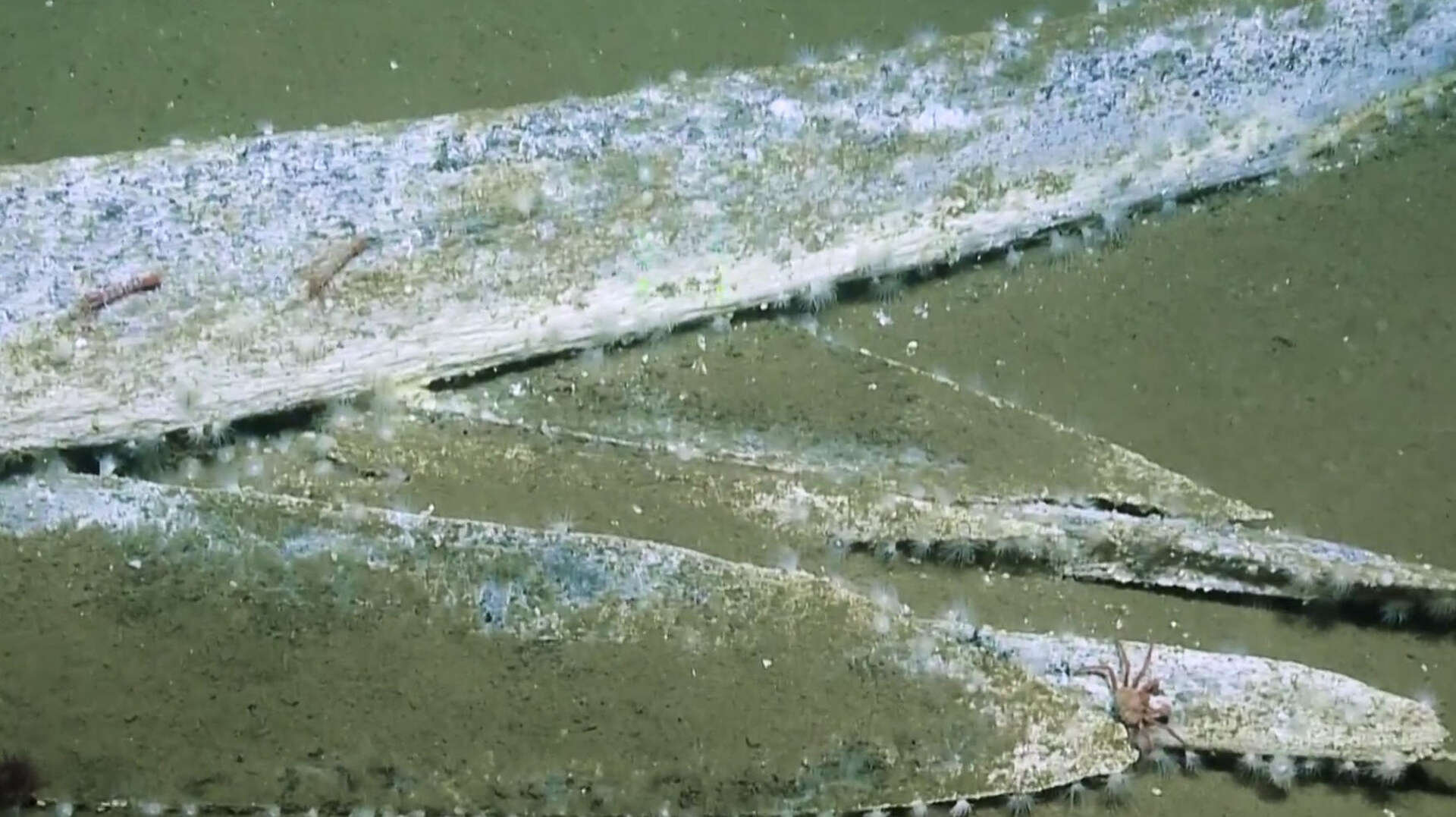 Video: What is a Whale Fall? Here's a whale graveyard found in SoCal