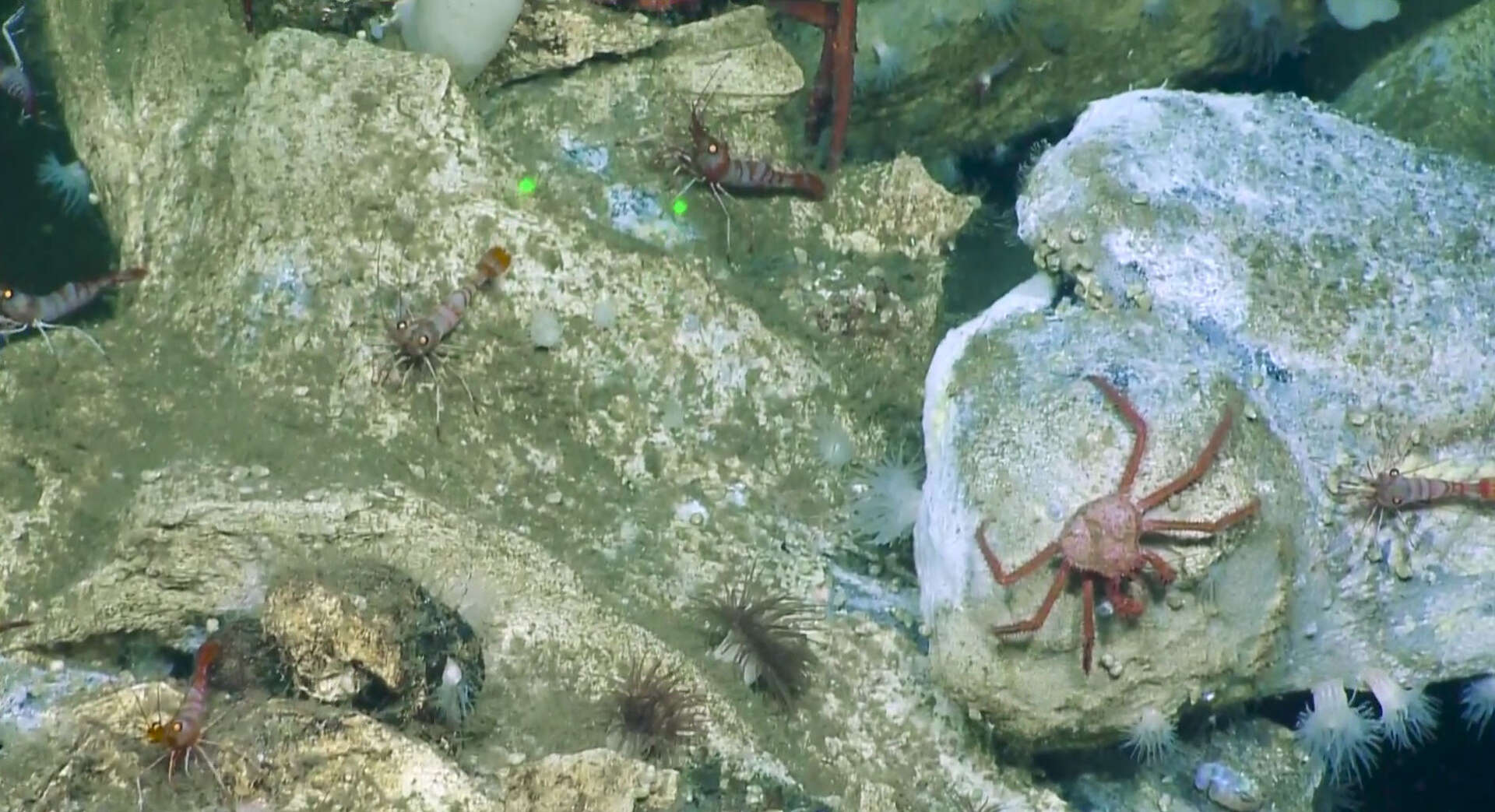 Video: What is a Whale Fall? Here's a whale graveyard found in SoCal