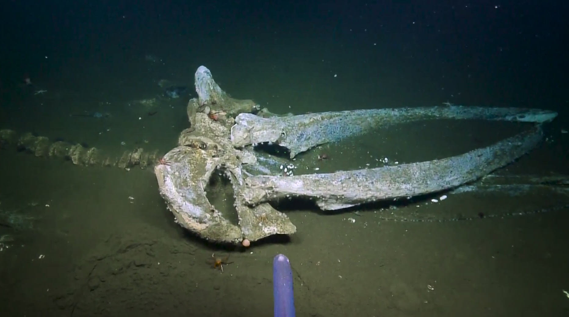 Video: What is a Whale Fall? Here's a whale graveyard found in SoCal