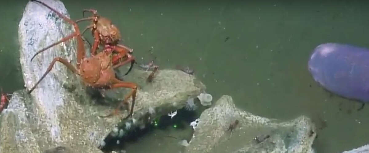 Video: What is a Whale Fall? Here's a whale graveyard found in SoCal