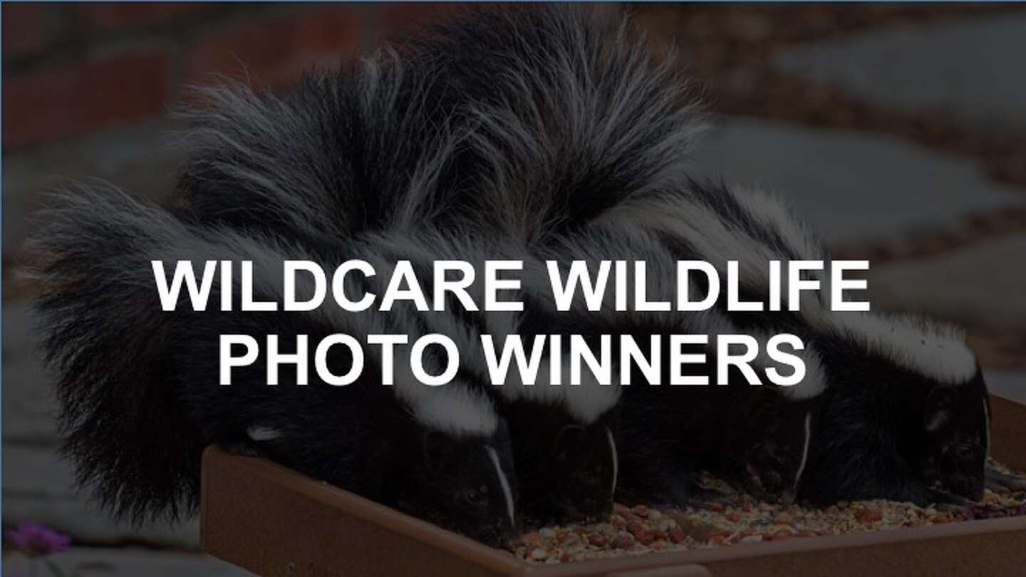 Wildlife photographer catches bald eagle swiping rabbit from baby fox ...