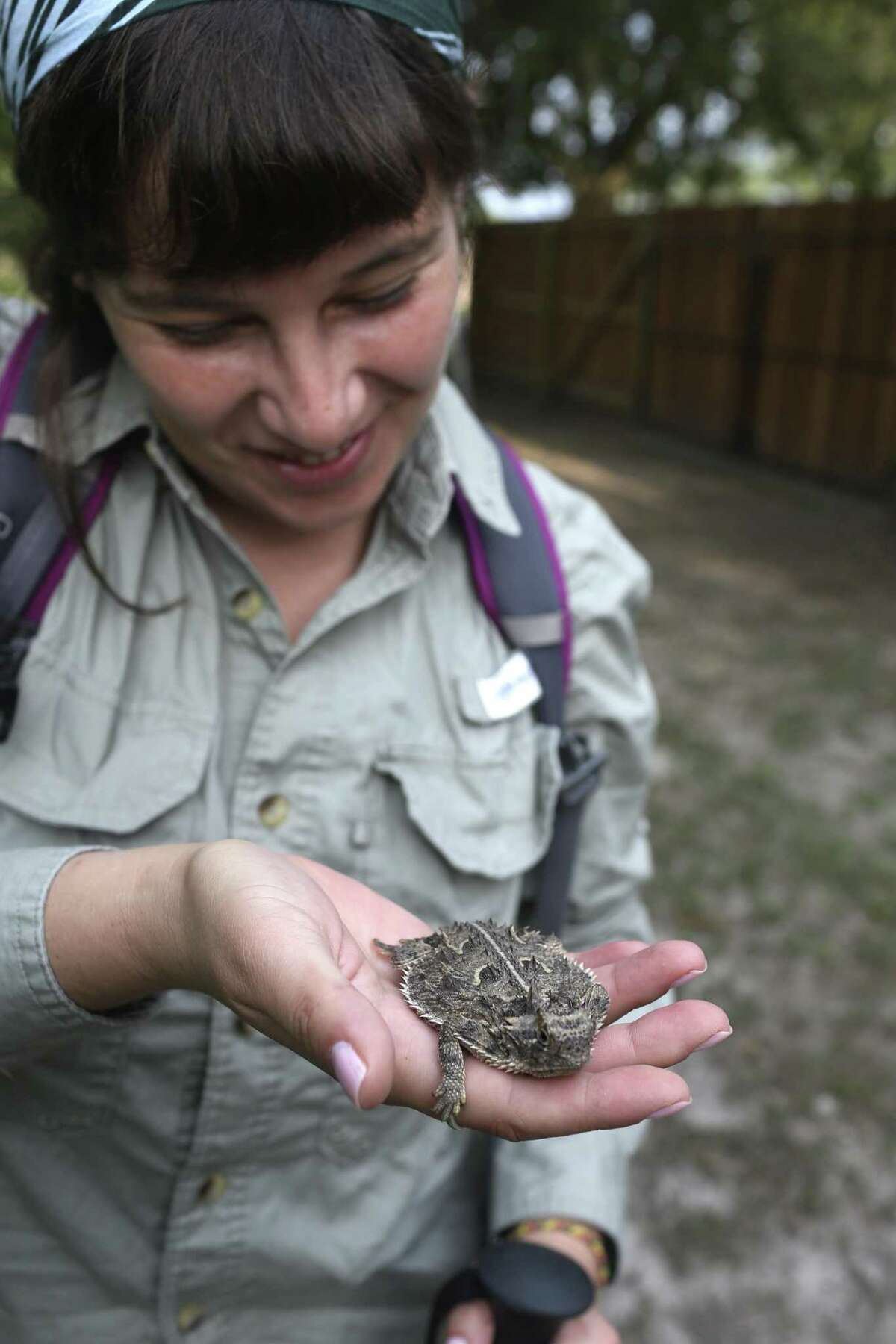 A troubling Texas mystery: Whatever became of the horny toads?