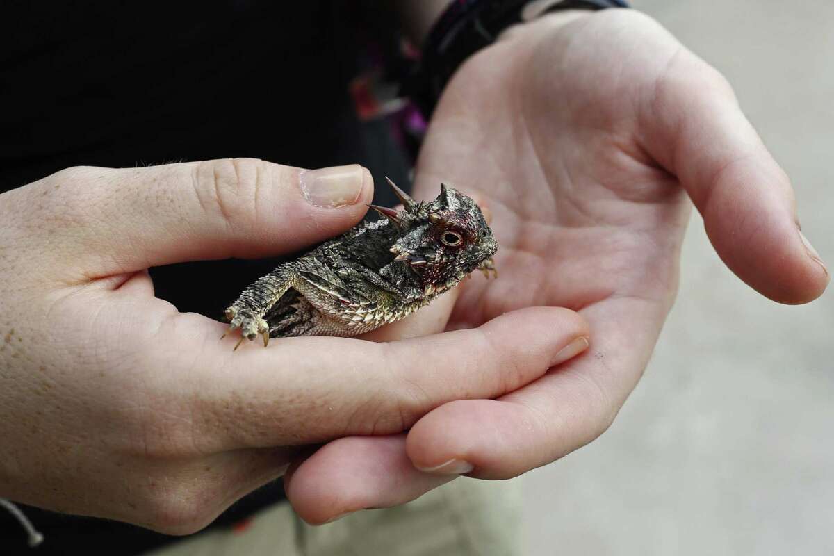 A troubling Texas mystery: Whatever became of the horny toads?