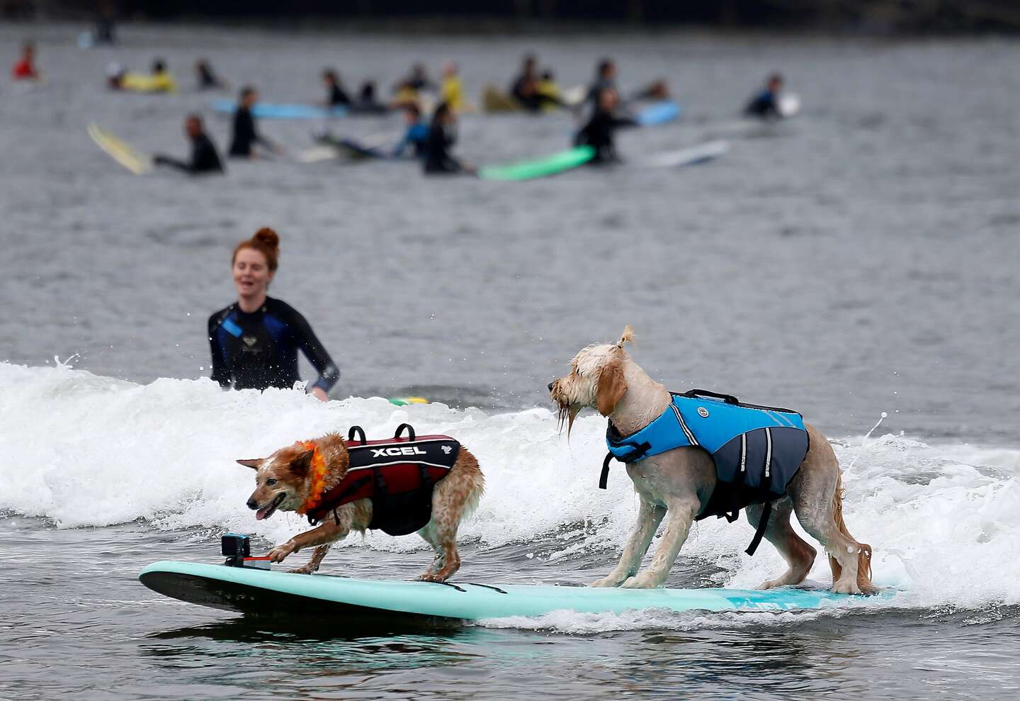 Surfing dogs show up to ride the waves at Pacifica beach