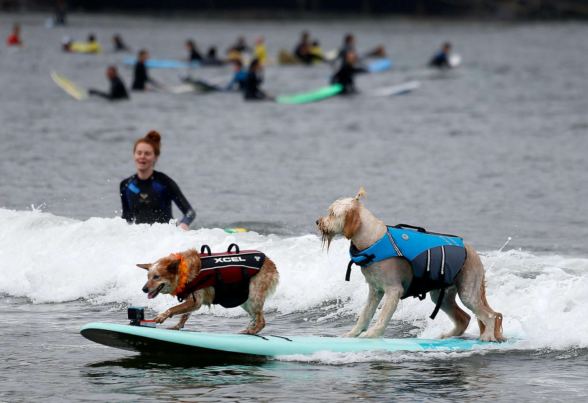Surfing dogs show up to ride the waves at Pacifica beach