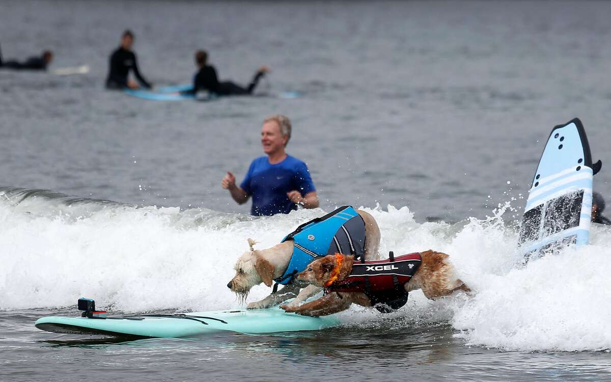 Surfing dogs show up to ride the waves at Pacifica beach
