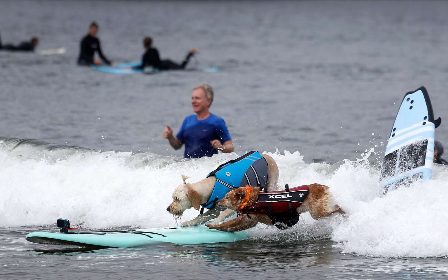 Surfing dogs show up to ride the waves at Pacifica beach