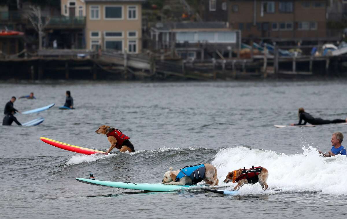 Surfing dogs show up to ride the waves at Pacifica beach