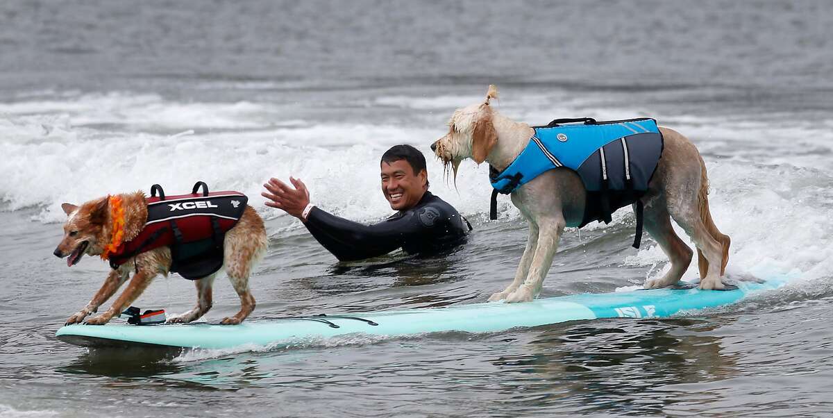 Surfing dogs show up to ride the waves at Pacifica beach