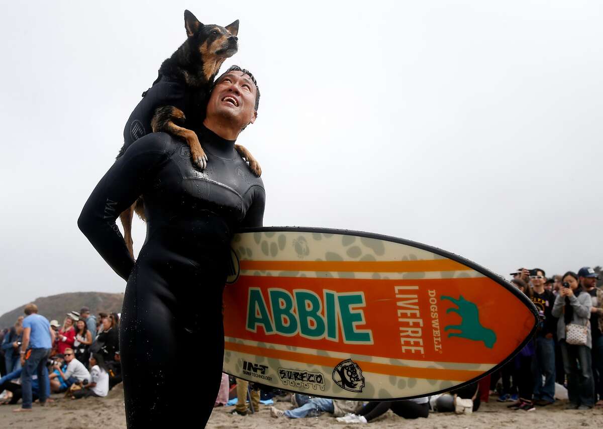 Surfing dogs show up to ride the waves at Pacifica beach