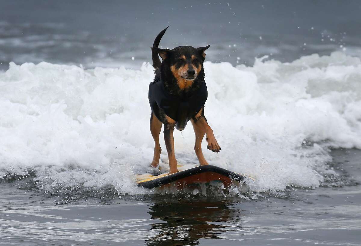 Surfing dogs show up to ride the waves at Pacifica beach