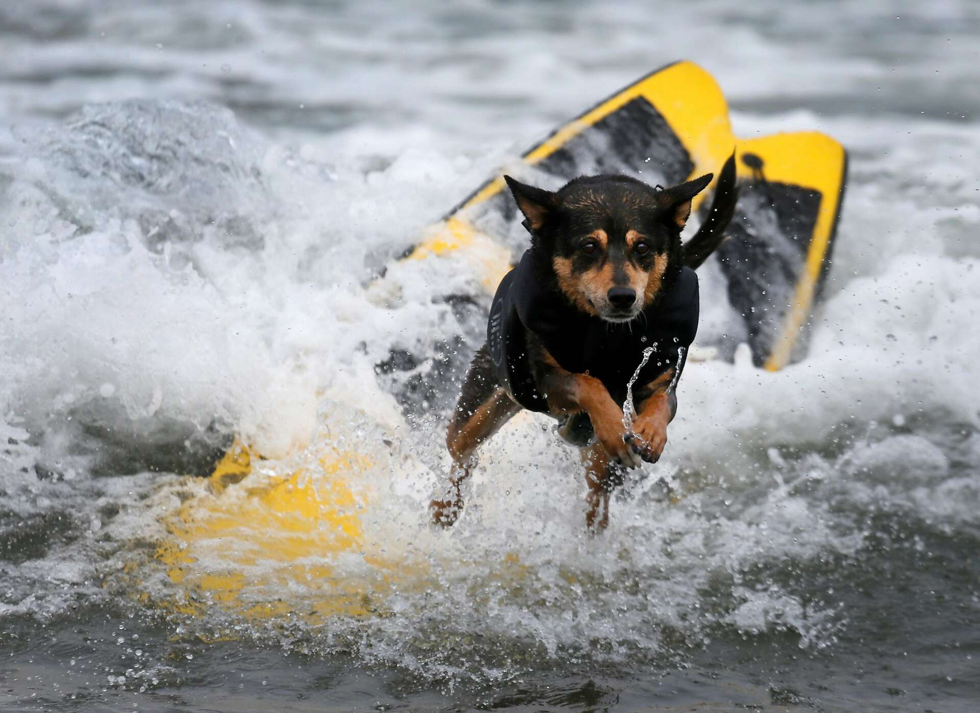 Surfing dogs show up to ride the waves at Pacifica beach