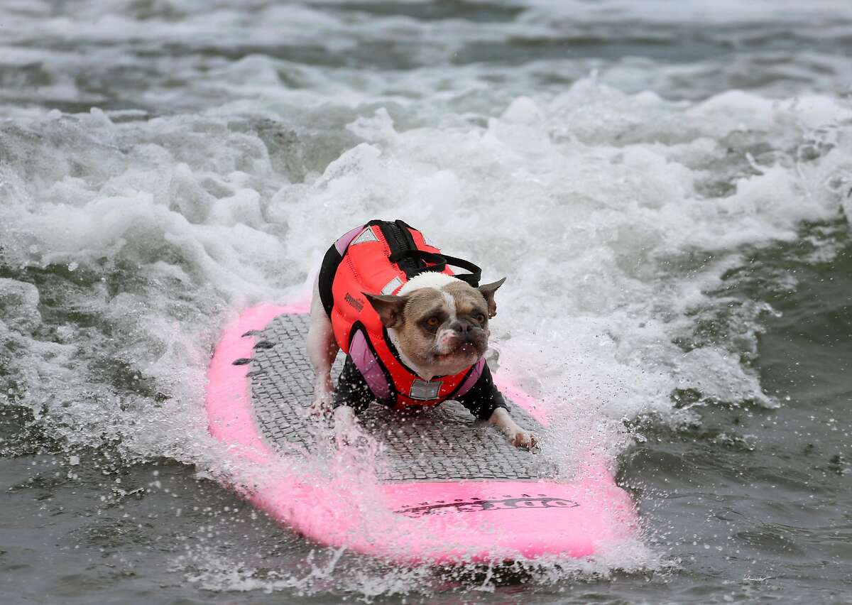 Surfing dogs show up to ride the waves at Pacifica beach