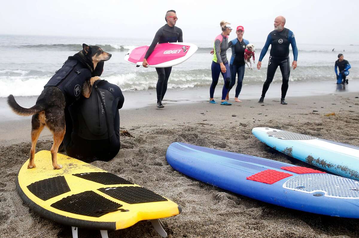 Surfing dogs show up to ride the waves at Pacifica beach