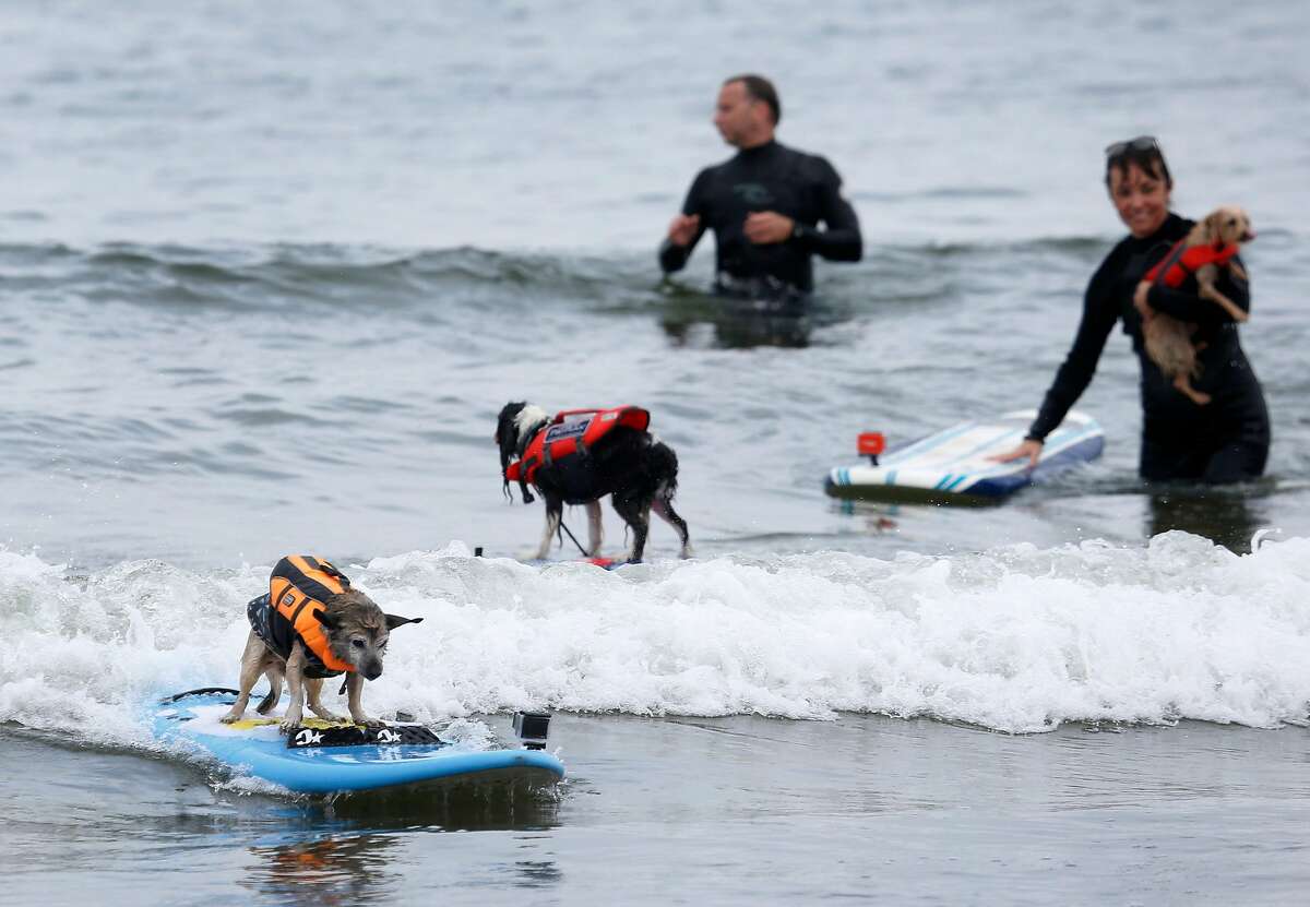 Surfing dogs show up to ride the waves at Pacifica beach